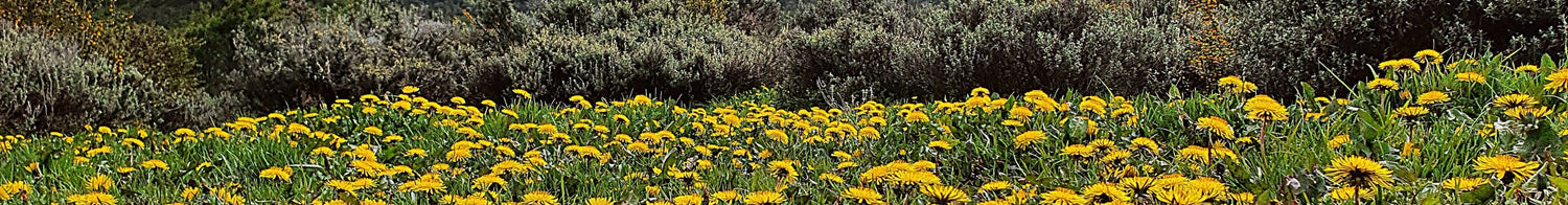 Caravan Motor Mover | Powered Caravan Mover – Camec